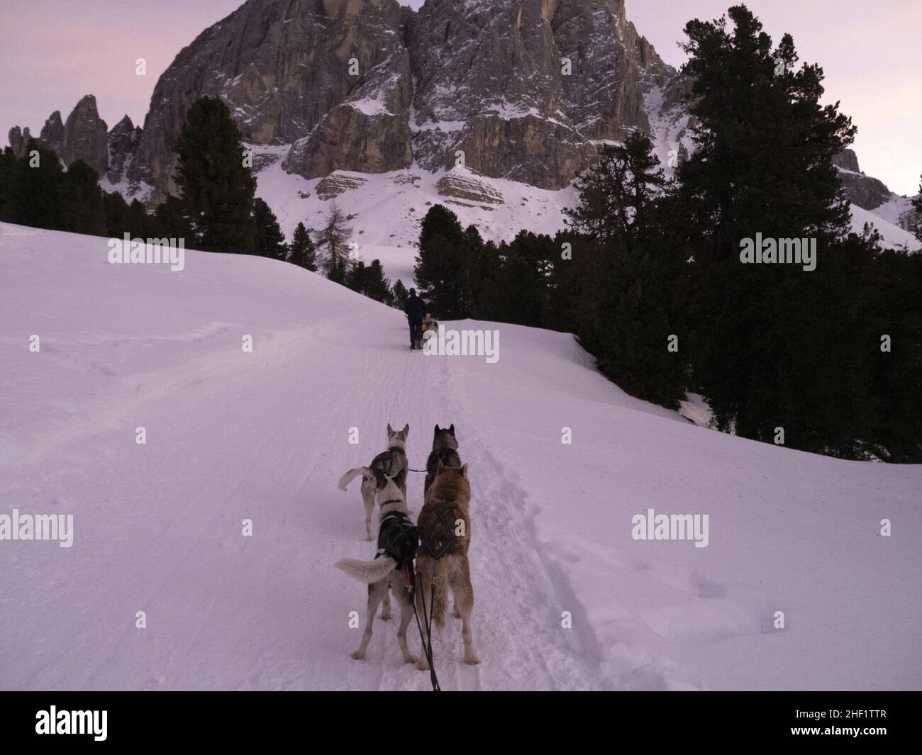 Sled dog in snow mountains white background at sunset in dolomites ...