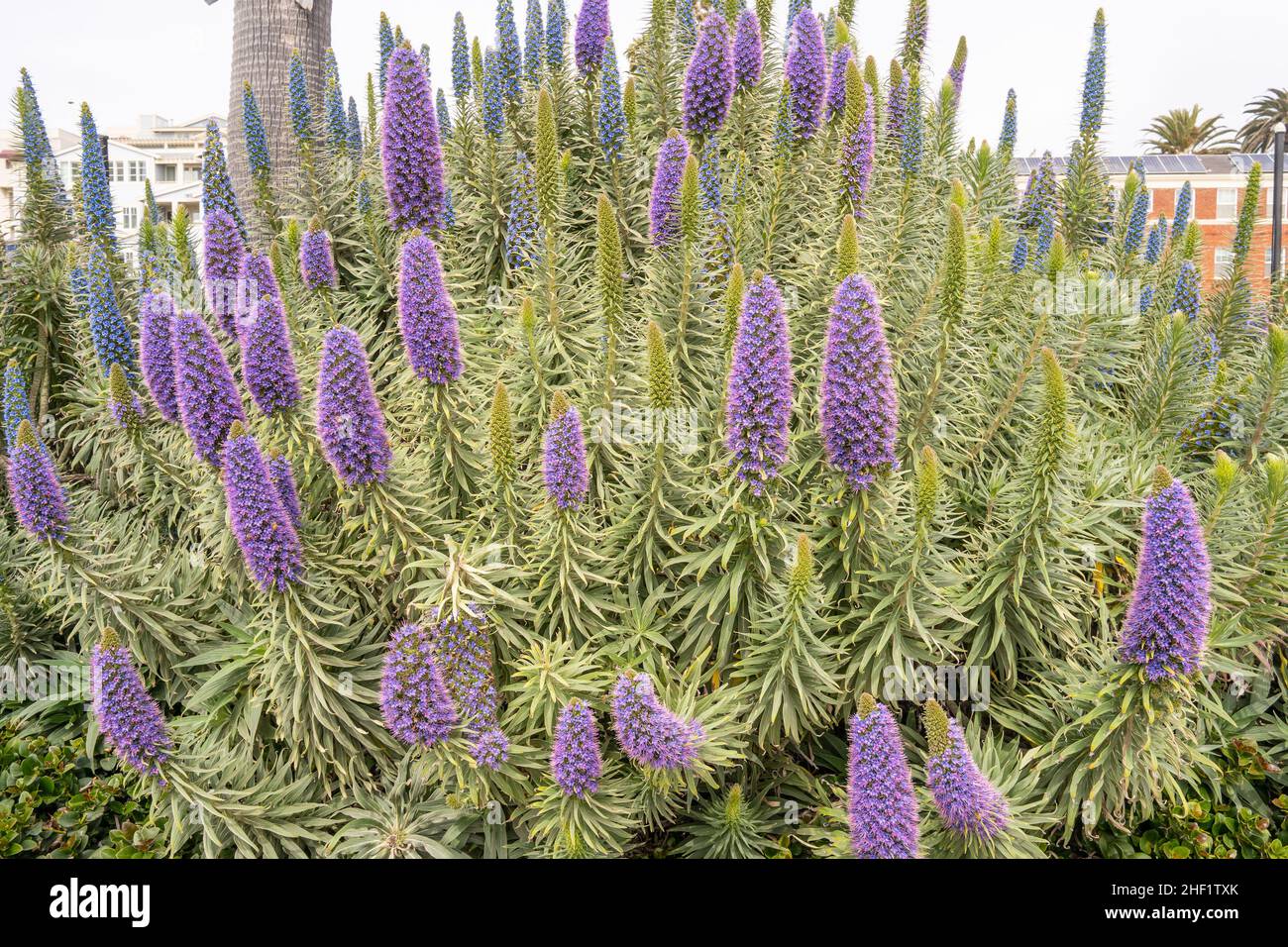 Pride of Madeira (Echium candicans) is a species of flowering plant in ...