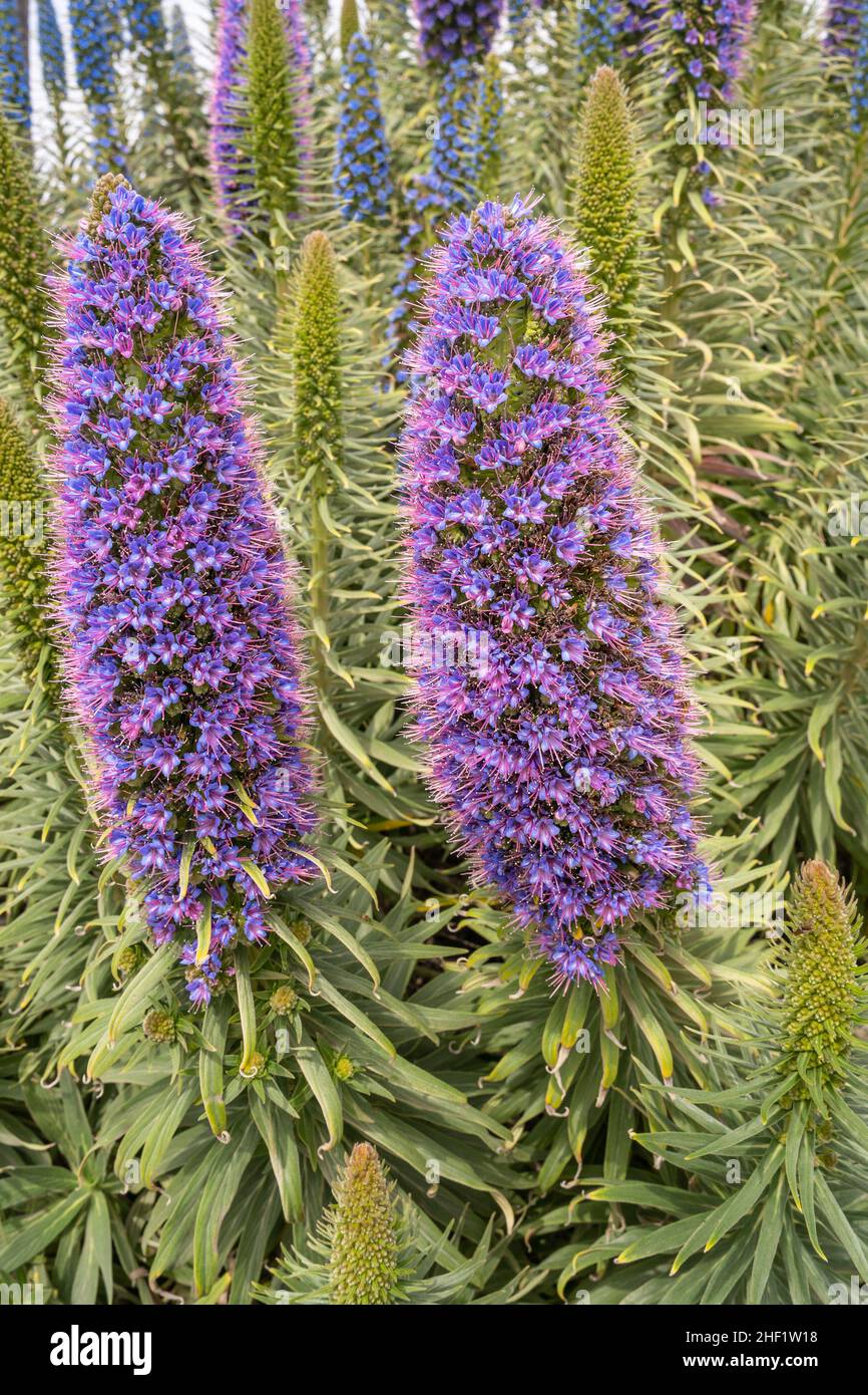 Pride of Madeira (Echium candicans) is a species of flowering plant in ...