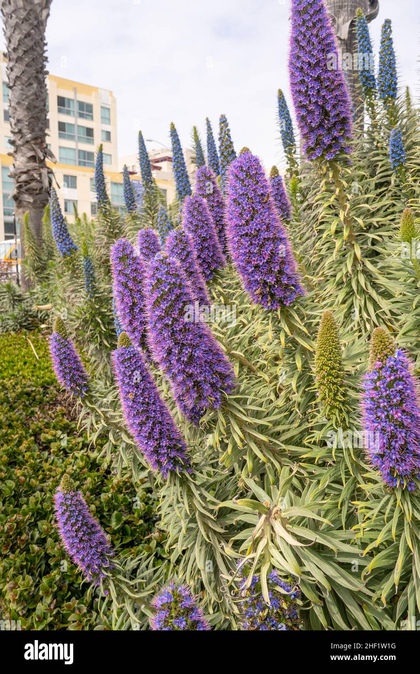 Pride of Madeira (Echium candicans) is a species of flowering plant in ...