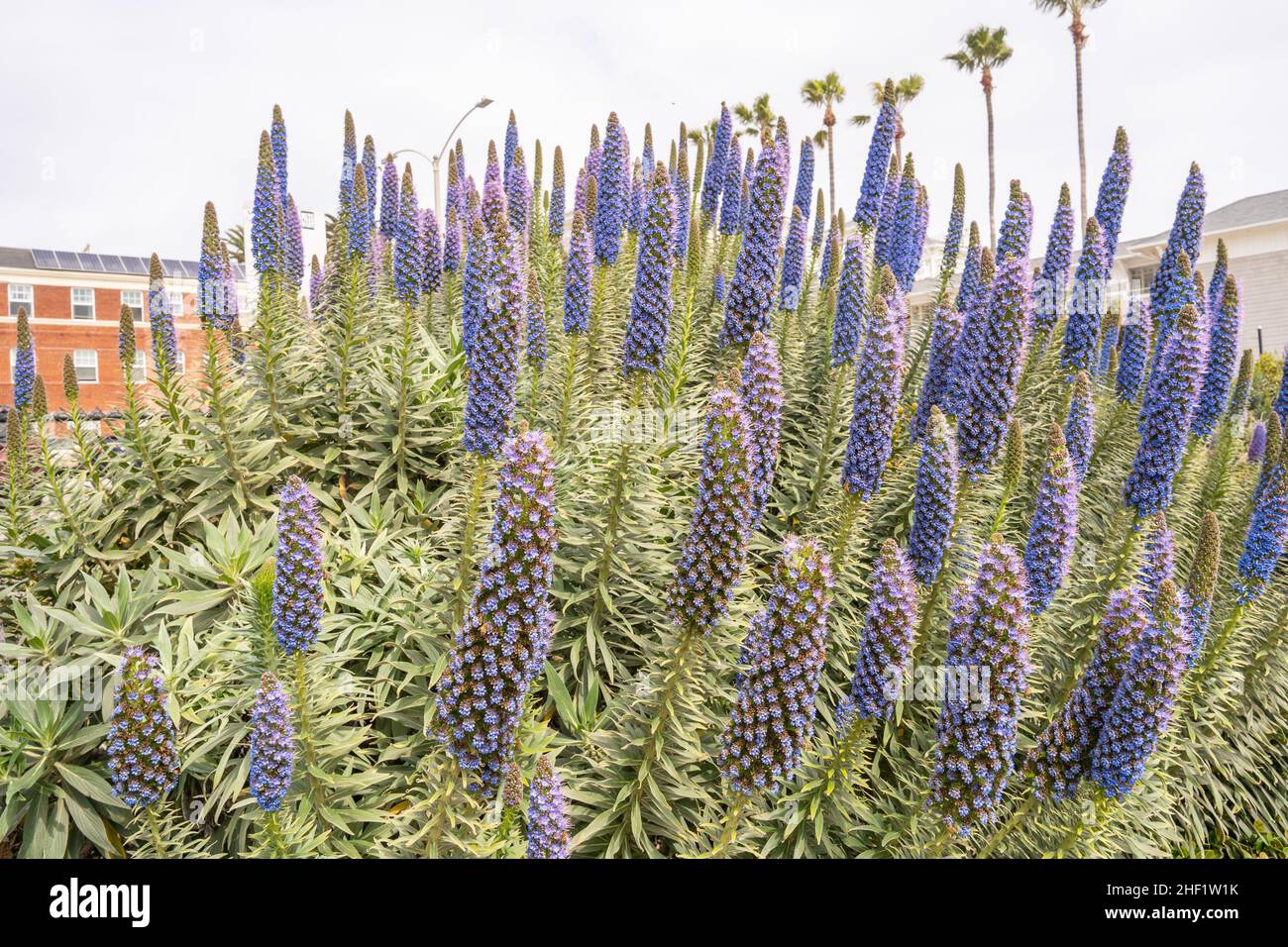 Pride of Madeira (Echium candicans) is a species of flowering plant in ...