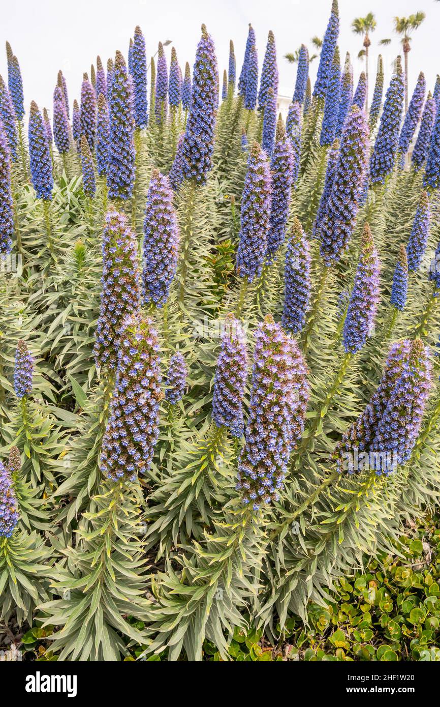Pride of Madeira (Echium candicans) is a species of flowering plant in ...