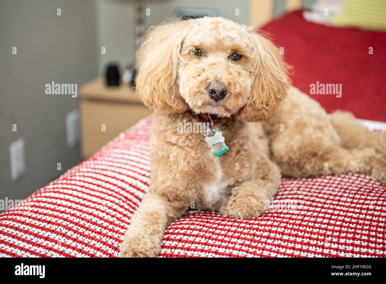 Australian Labradoodle is a mix between the Labrador Retriever, Poodle ...