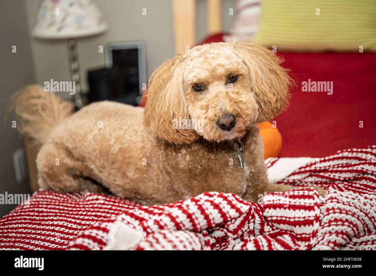 Australian Labradoodle is a mix between the Labrador Retriever, Poodle ...