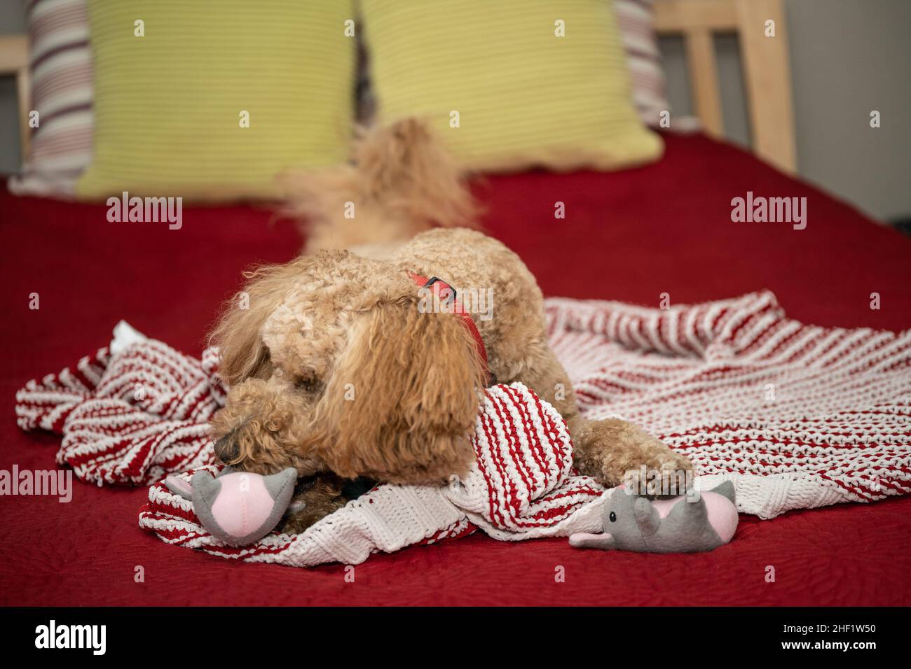 Australian Labradoodle is a mix between the Labrador Retriever, Poodle ...