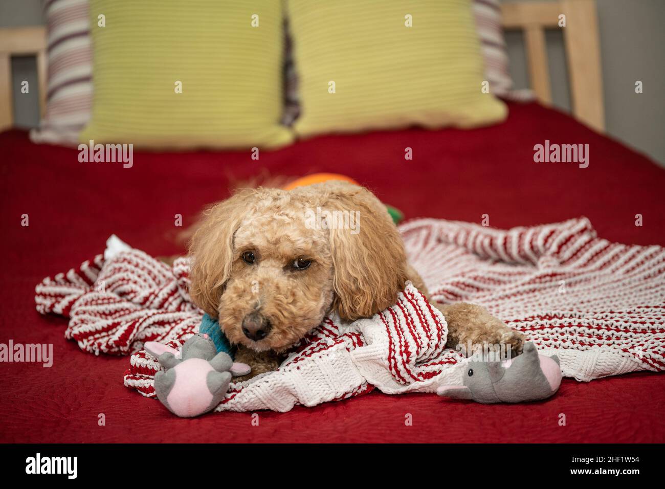Australian Labradoodle is a mix between the Labrador Retriever, Poodle ...