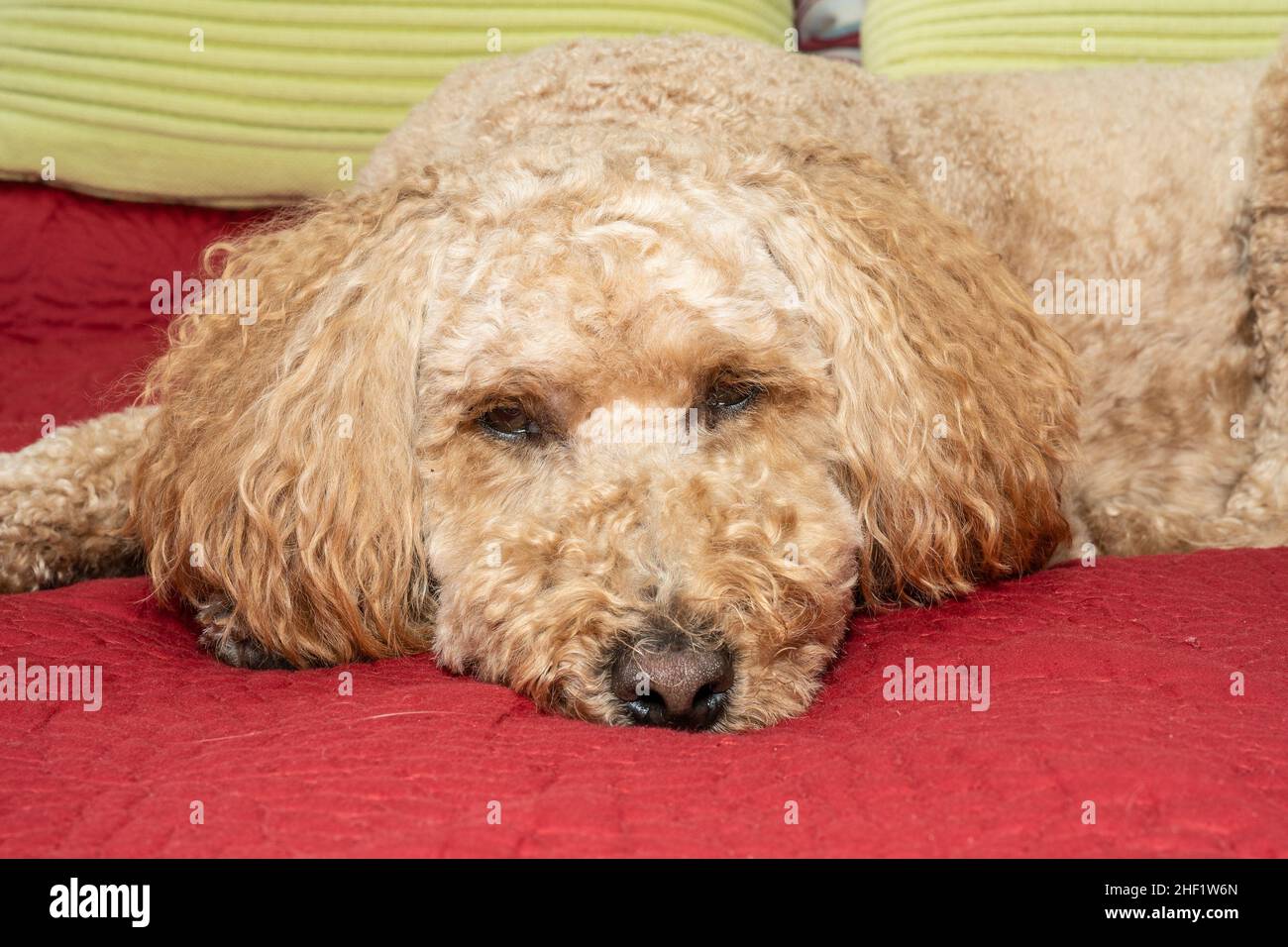 Australian Labradoodle is a mix between the Labrador Retriever, Poodle ...