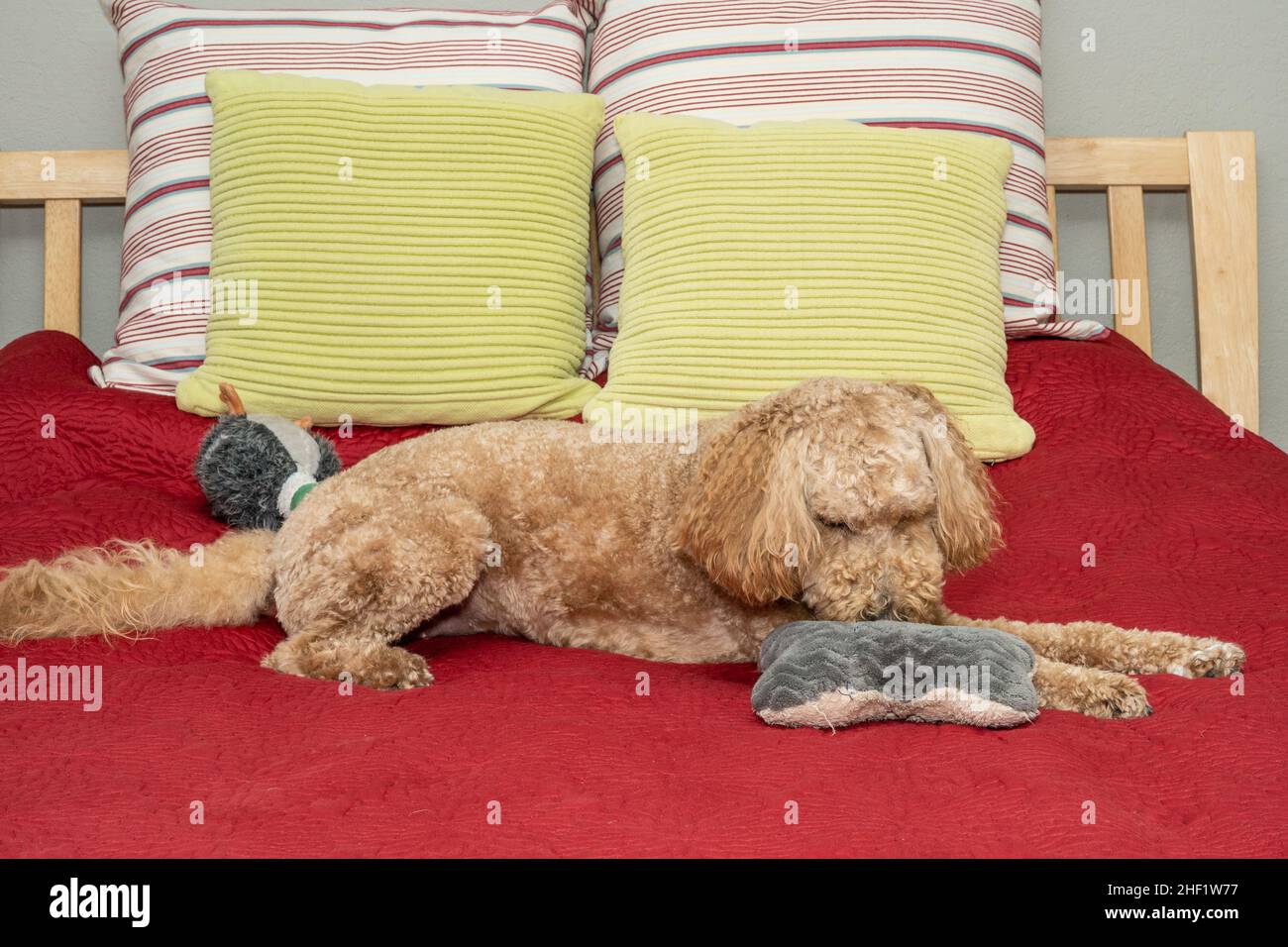 Australian Labradoodle is a mix between the Labrador Retriever, Poodle ...