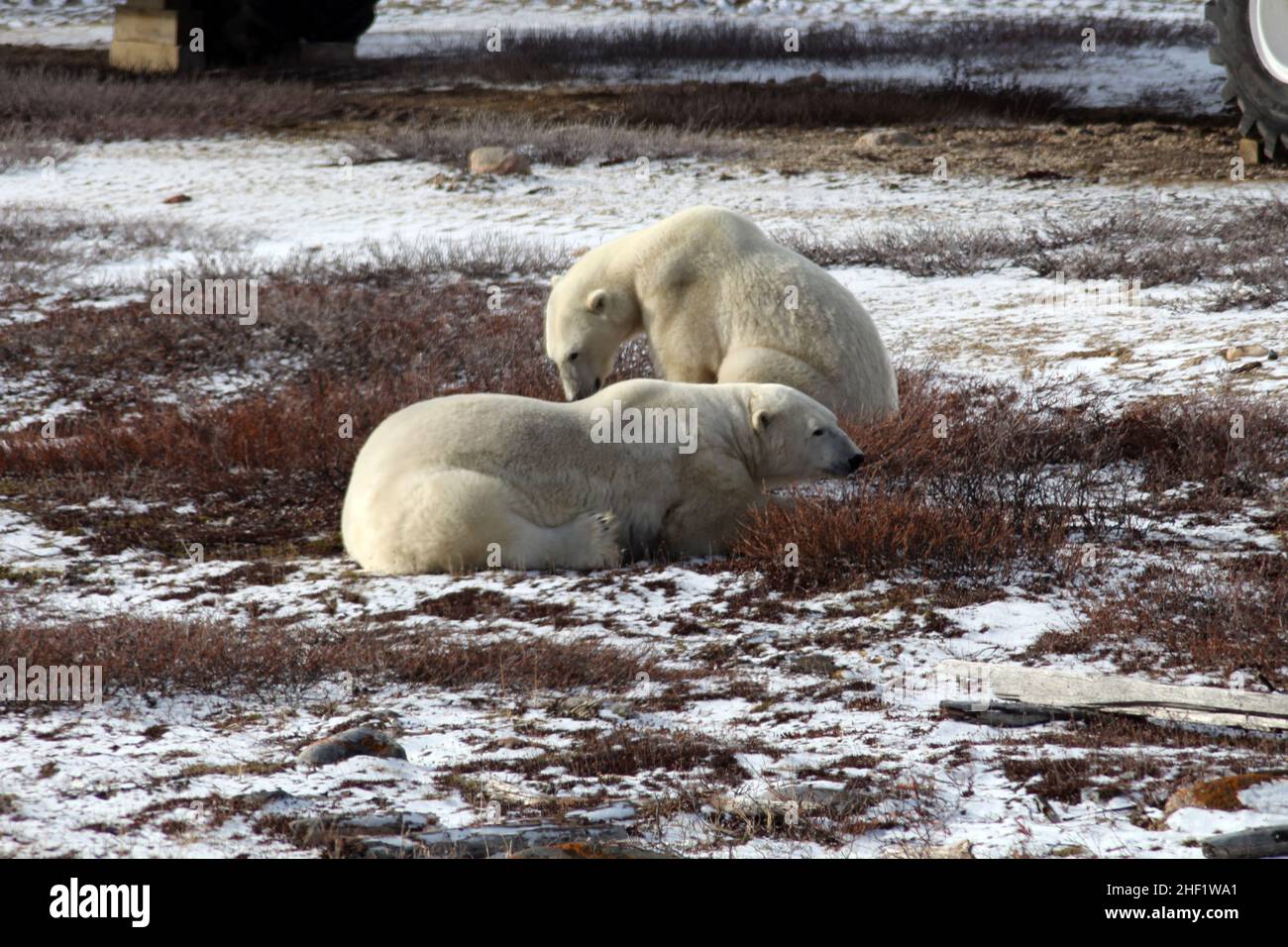 Polar bear on the tundra of Hudson Bay, Manitoba, Canada Stock Photo ...