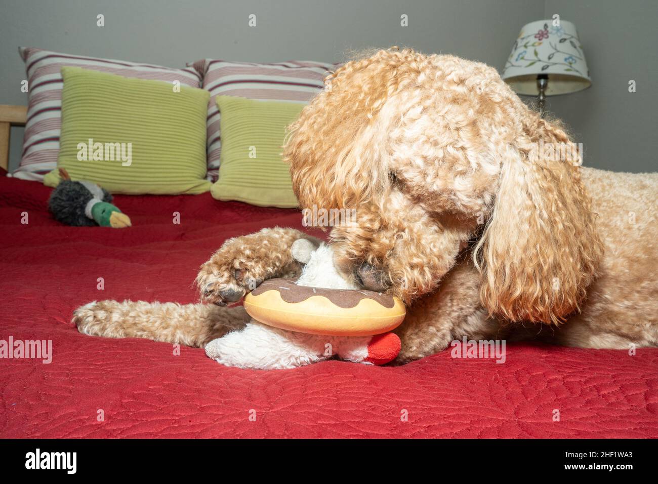 Australian Labradoodle is a mix between the Labrador Retriever, Poodle ...