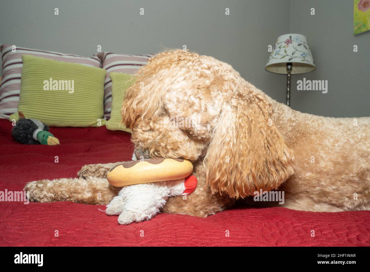 Australian Labradoodle is a mix between the Labrador Retriever, Poodle ...