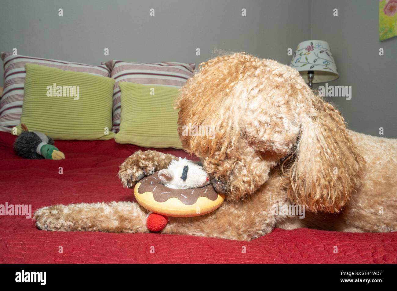 Australian Labradoodle is a mix between the Labrador Retriever, Poodle ...