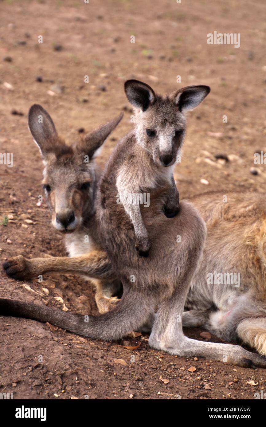 Kangaroo cub with mother, Tasmania, Australia Stock Photo - Alamy