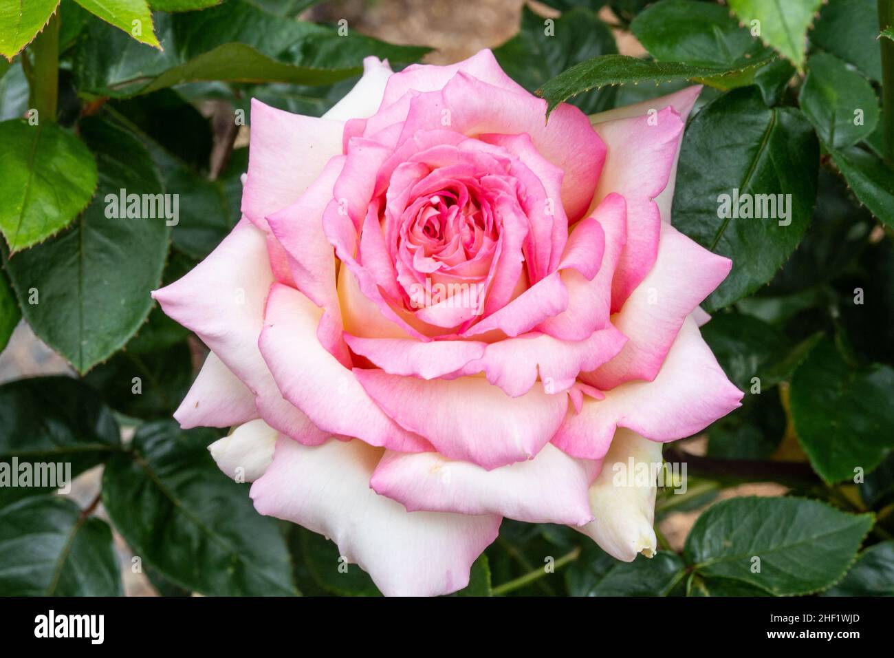 Rose is a woody perennial flowering plant of the genus Rosa, in the ...
