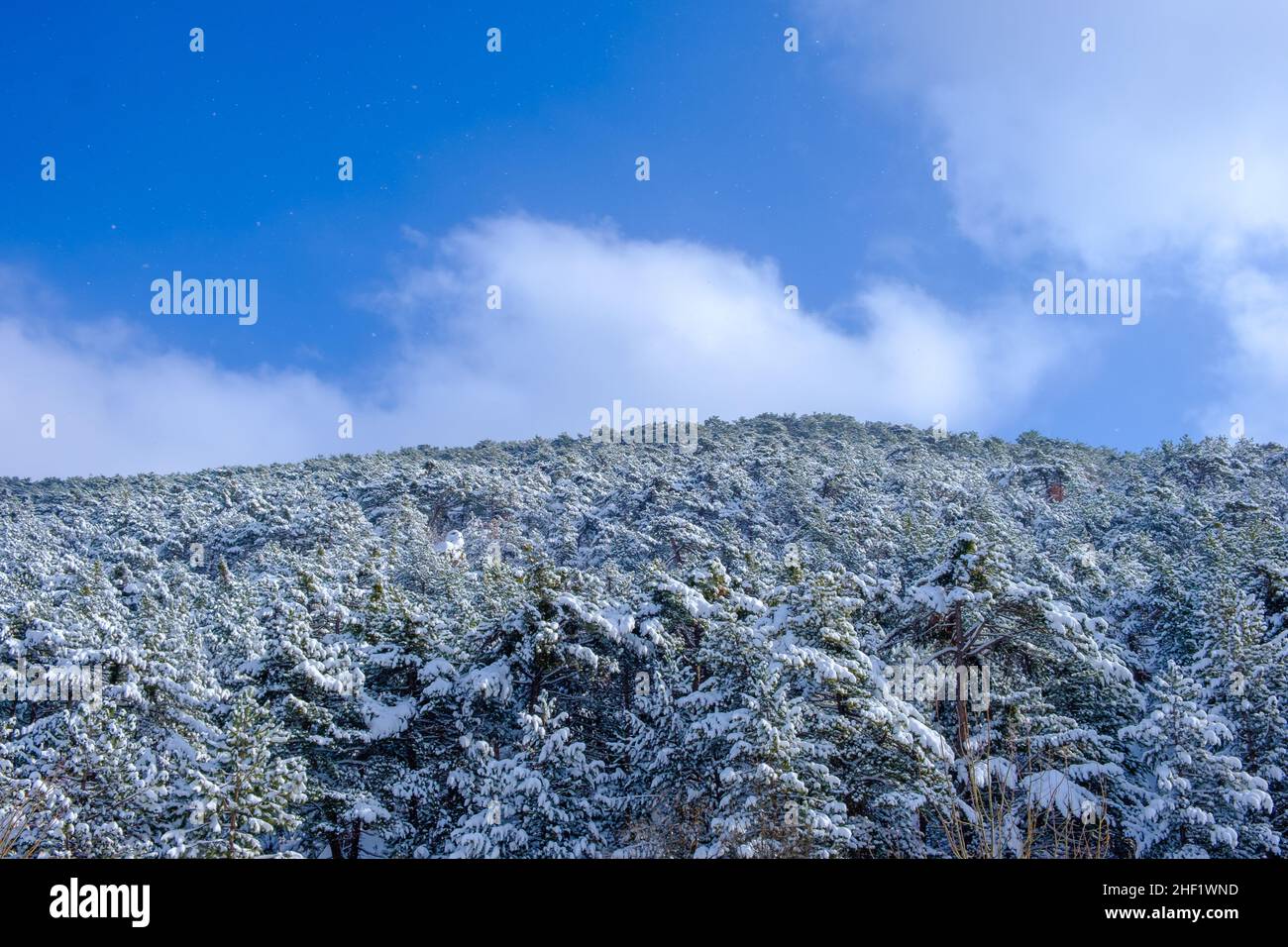 winter calm mountain landscape with beautiful trees Stock Photo - Alamy