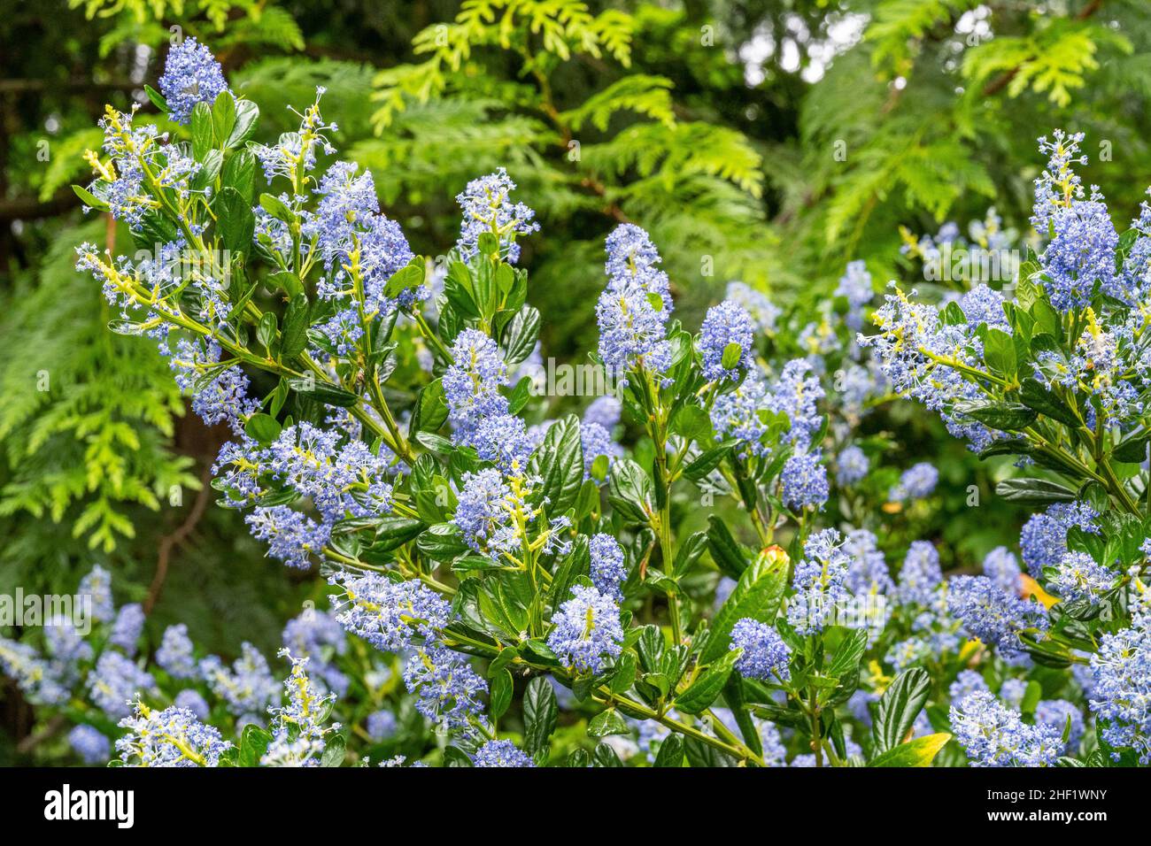 Blueblossom (Ceanothus thyrsiflorus) is an evergreen shrub in the genus ...