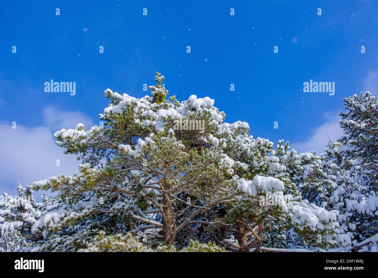 winter calm mountain landscape with beautiful trees Stock Photo - Alamy