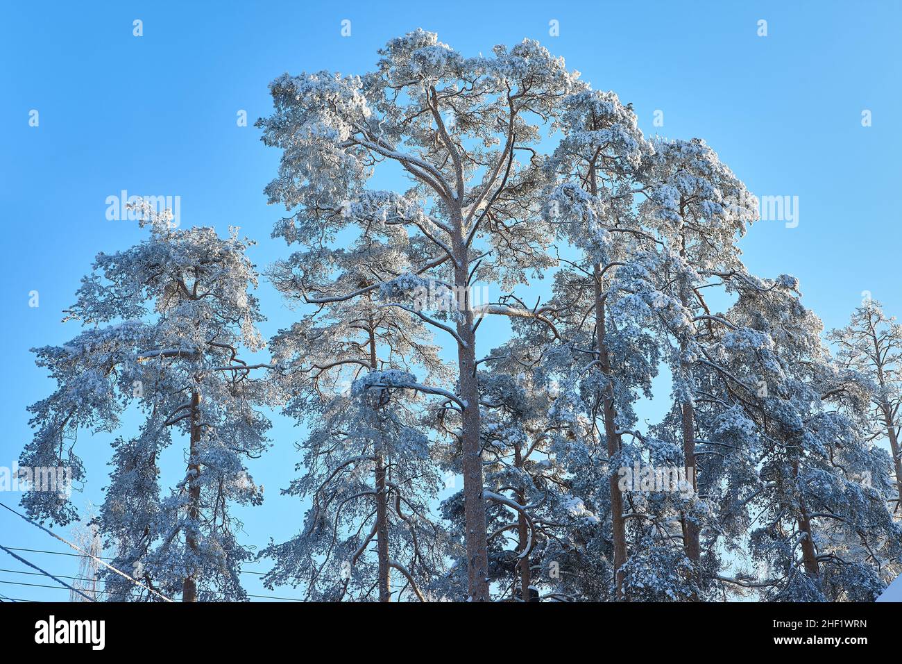 Beautiful winter landscape at sunny day. Snow,frost, hoarfrost . Great ...