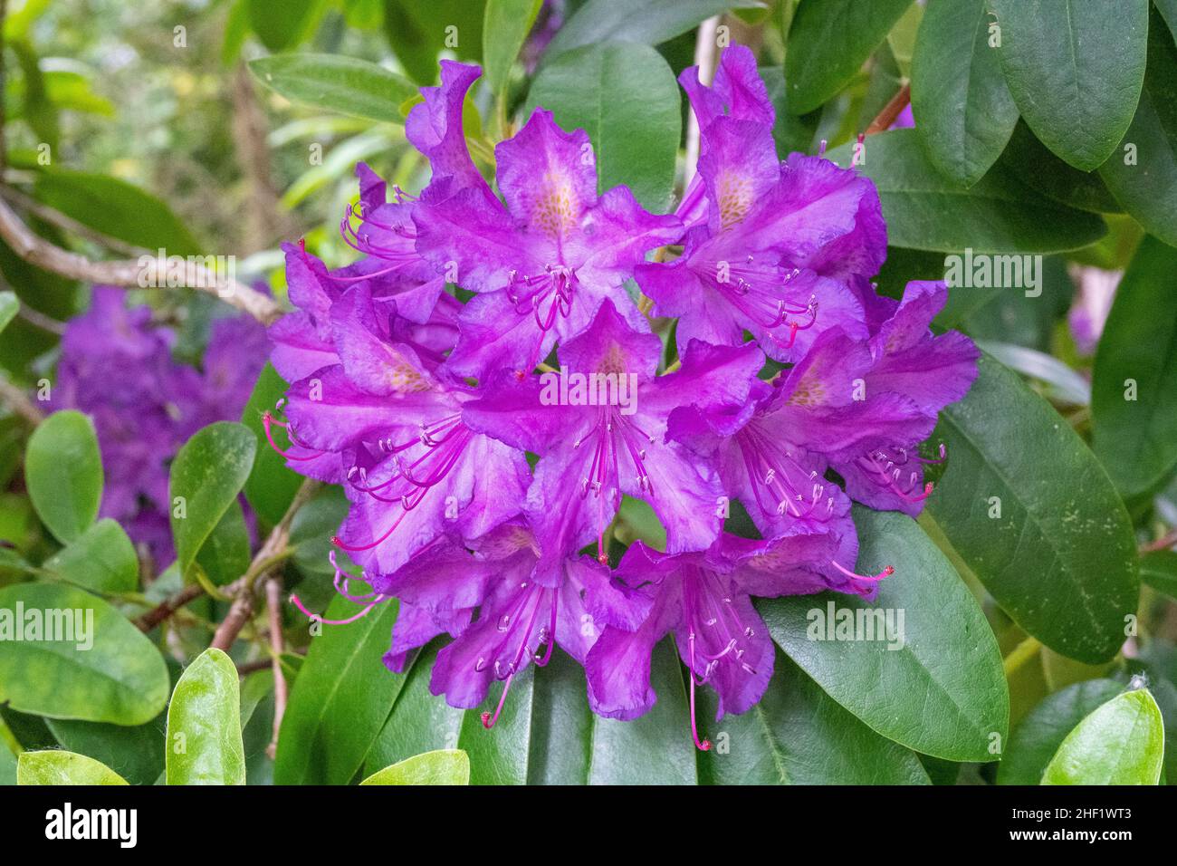 Ericaceae tree species hi-res stock photography and images - Alamy