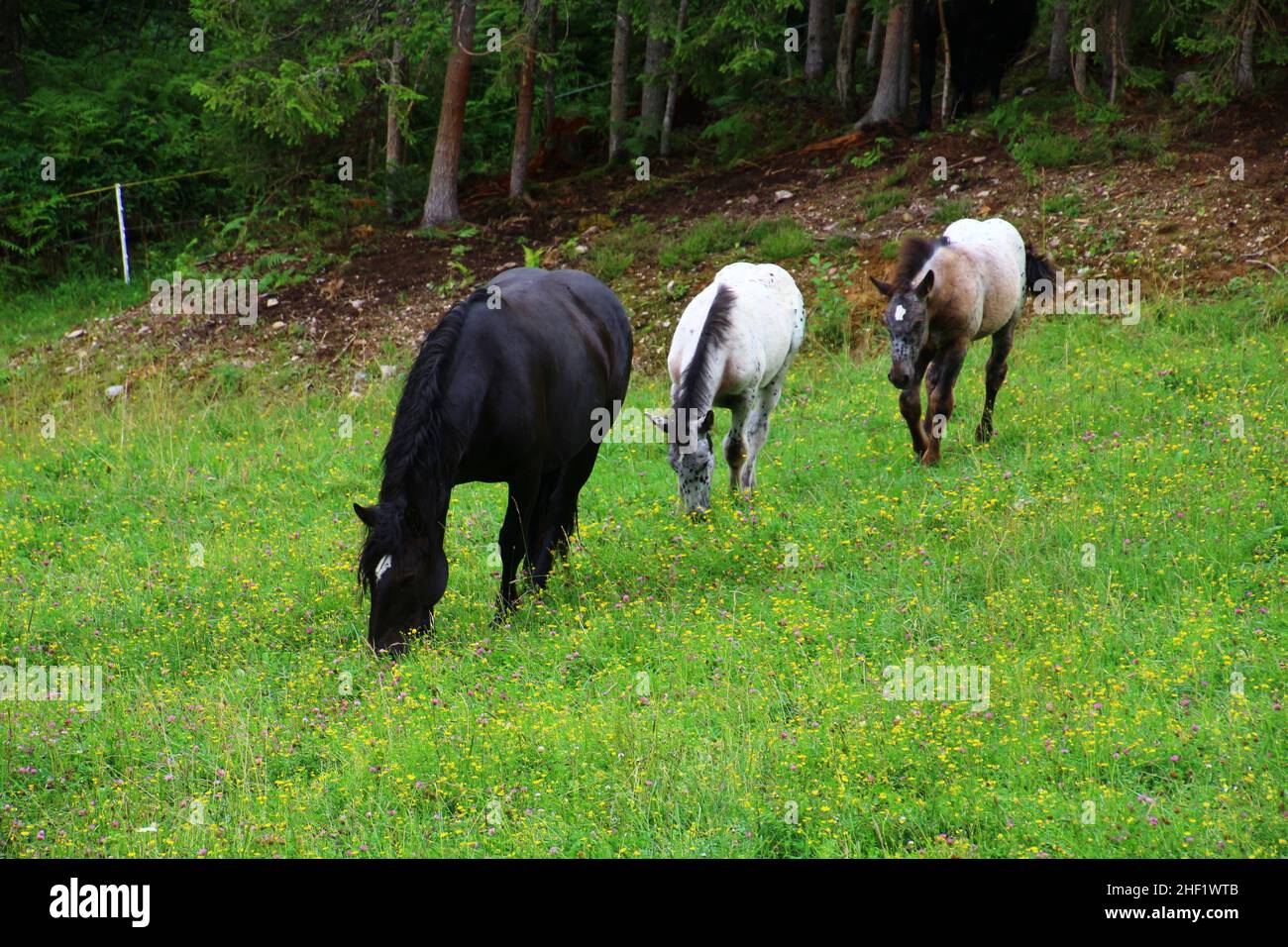 Green paddock three horses hi-res stock photography and images - Alamy