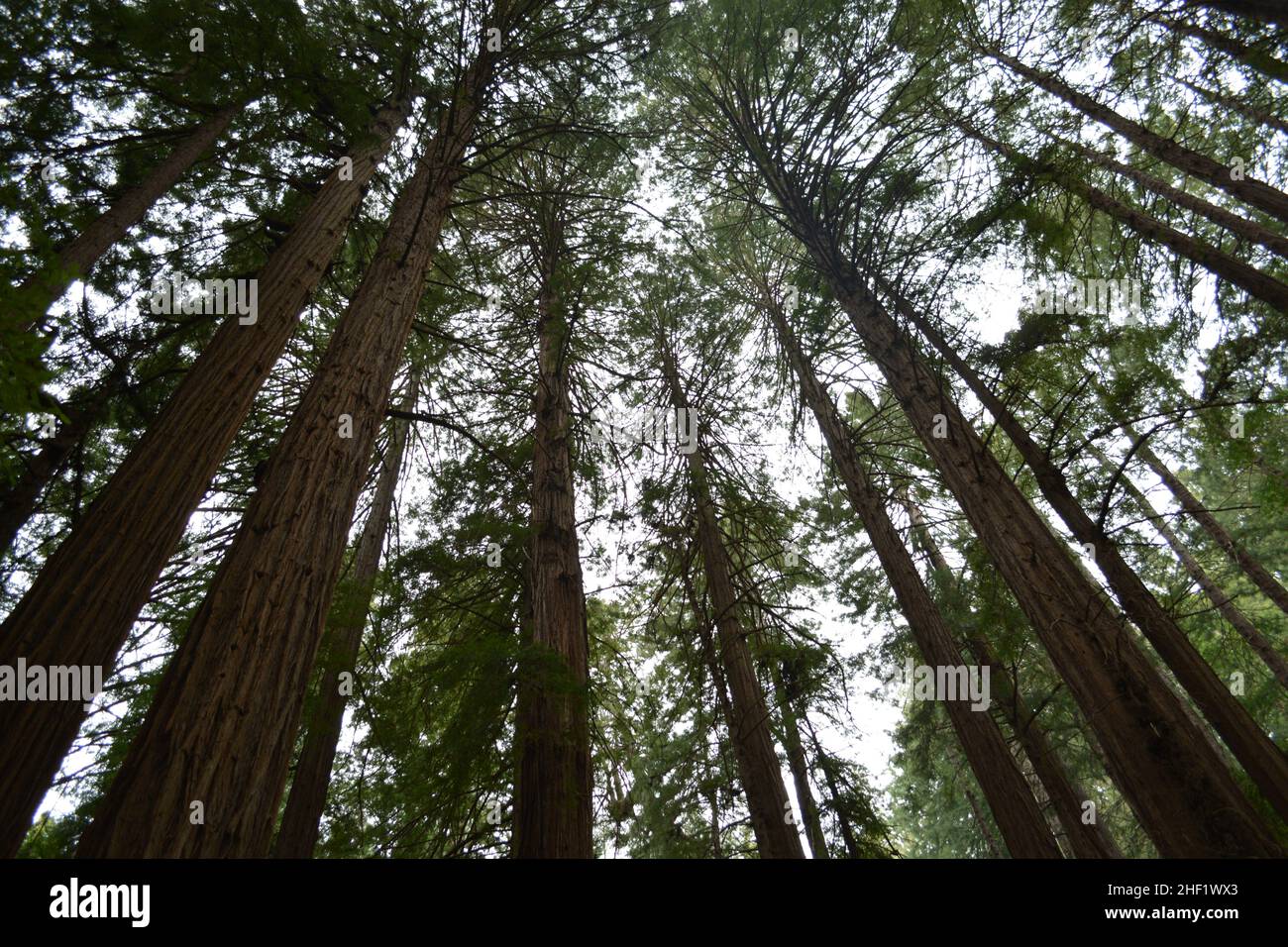 Tall trees in the forest Stock Photo - Alamy