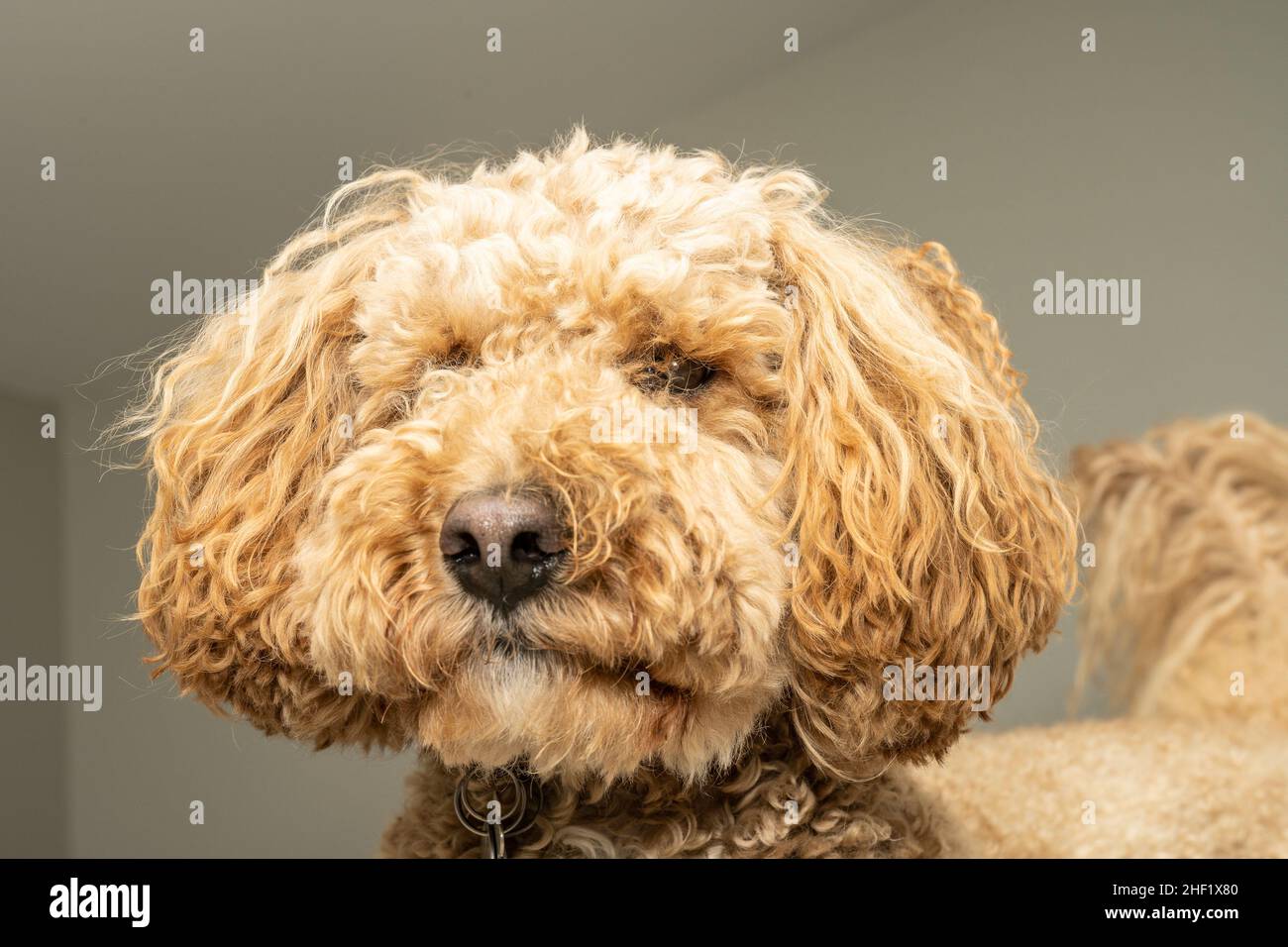 Australian Labradoodle is a mix between the Labrador Retriever, Poodle ...