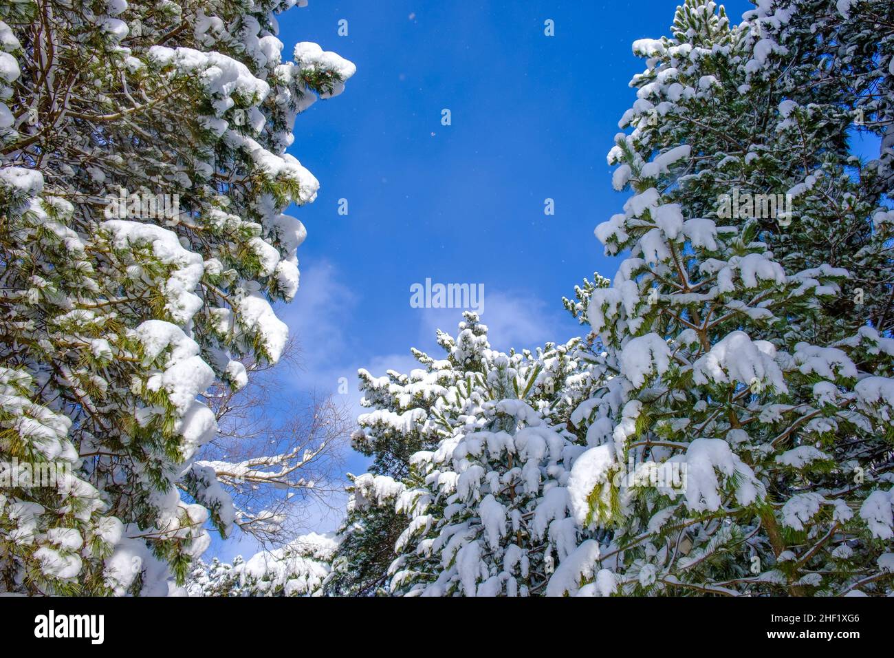 winter calm mountain landscape with beautiful trees Stock Photo - Alamy