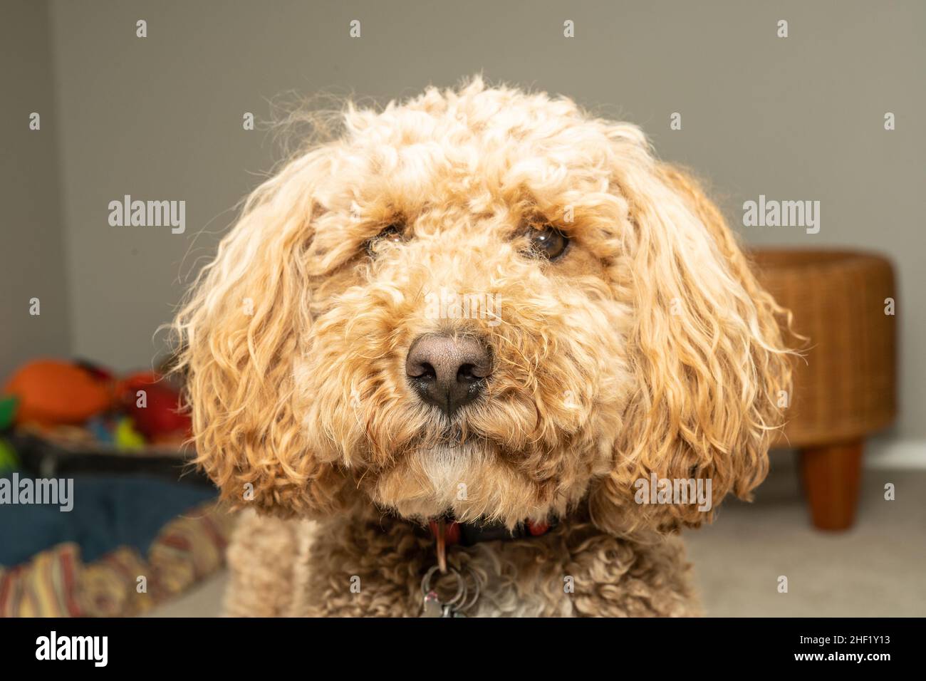 Australian Labradoodle is a mix between the Labrador Retriever, Poodle ...