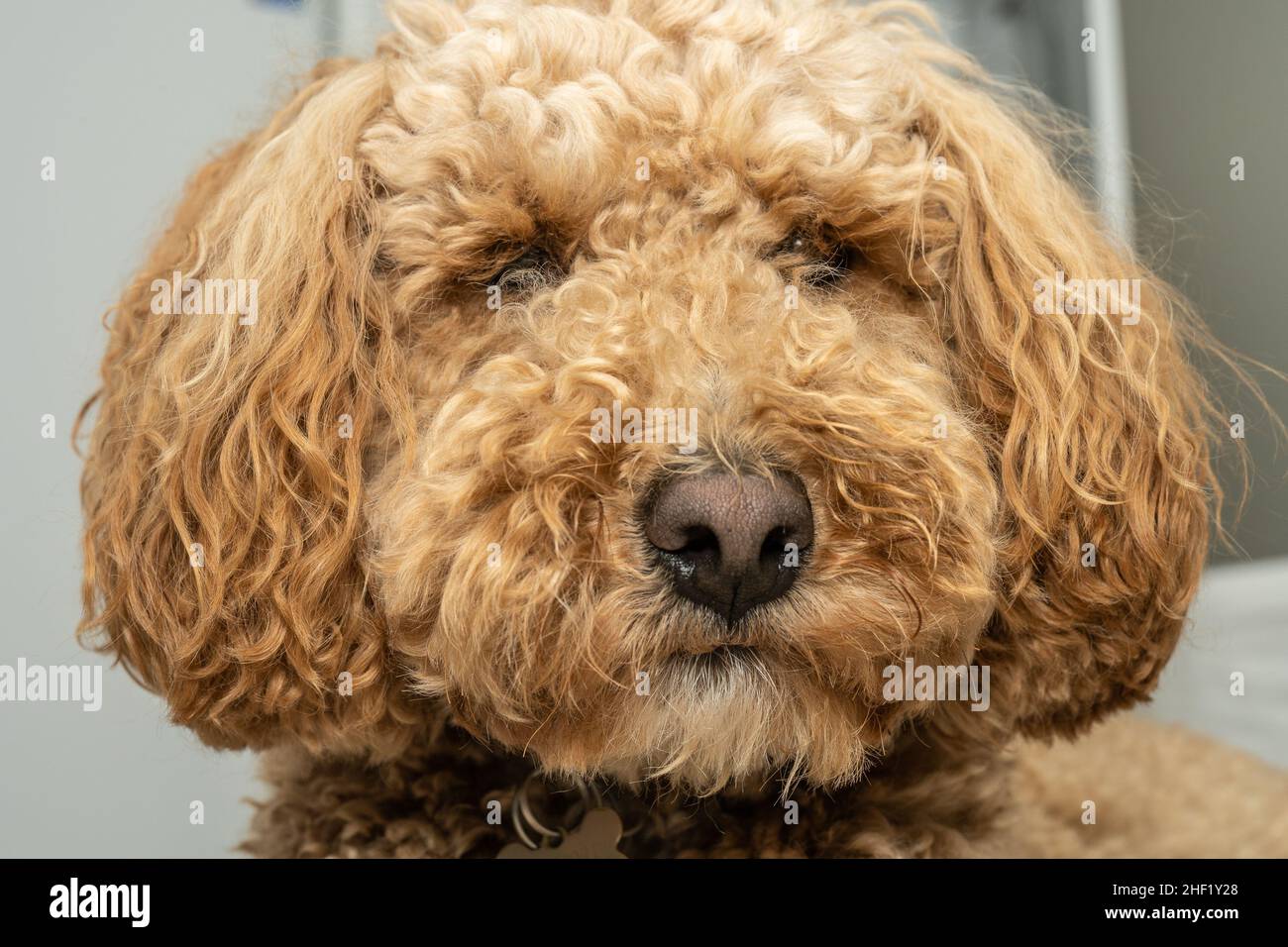Australian Labradoodle is a mix between the Labrador Retriever, Poodle ...