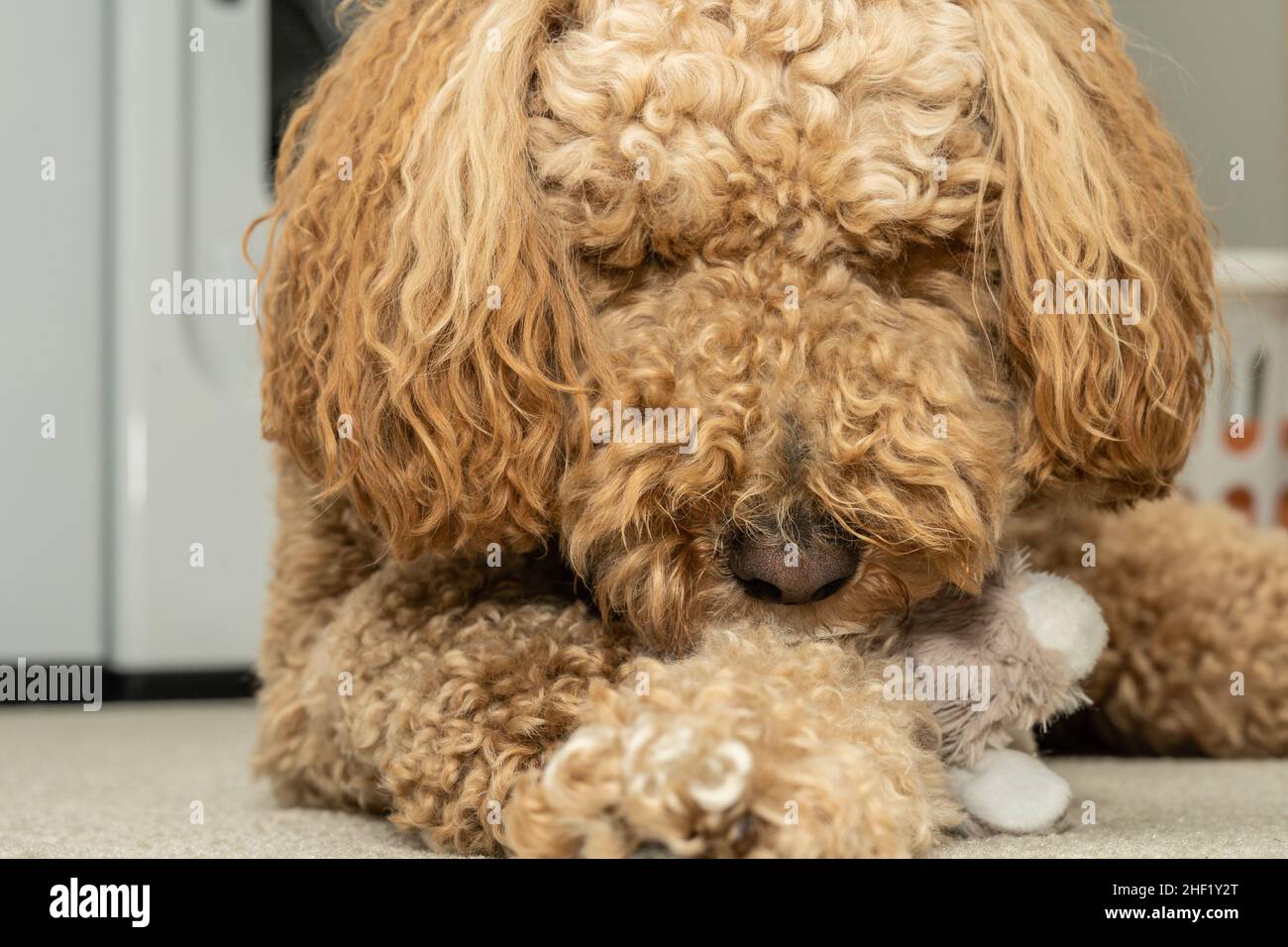 Australian Labradoodle is a mix between the Labrador Retriever, Poodle ...