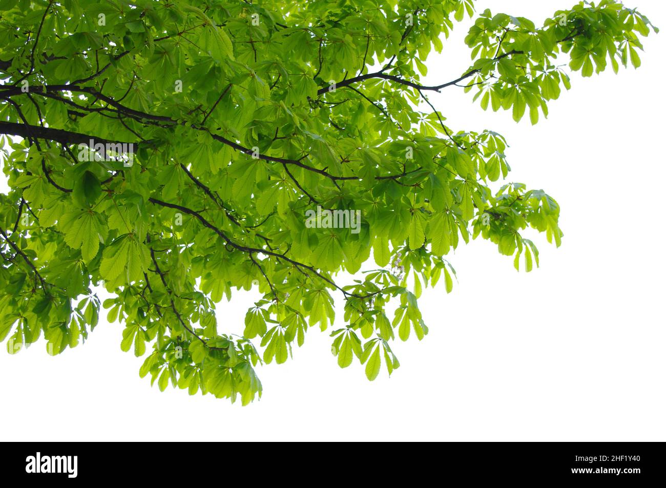 tree leaves isolated Stock Photo - Alamy