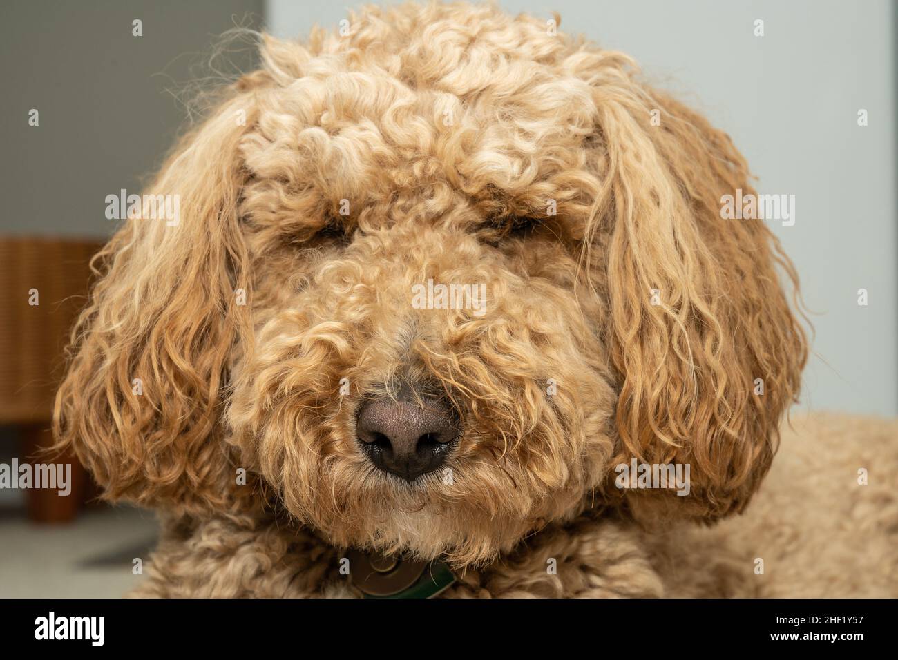 Australian Labradoodle is a mix between the Labrador Retriever, Poodle ...