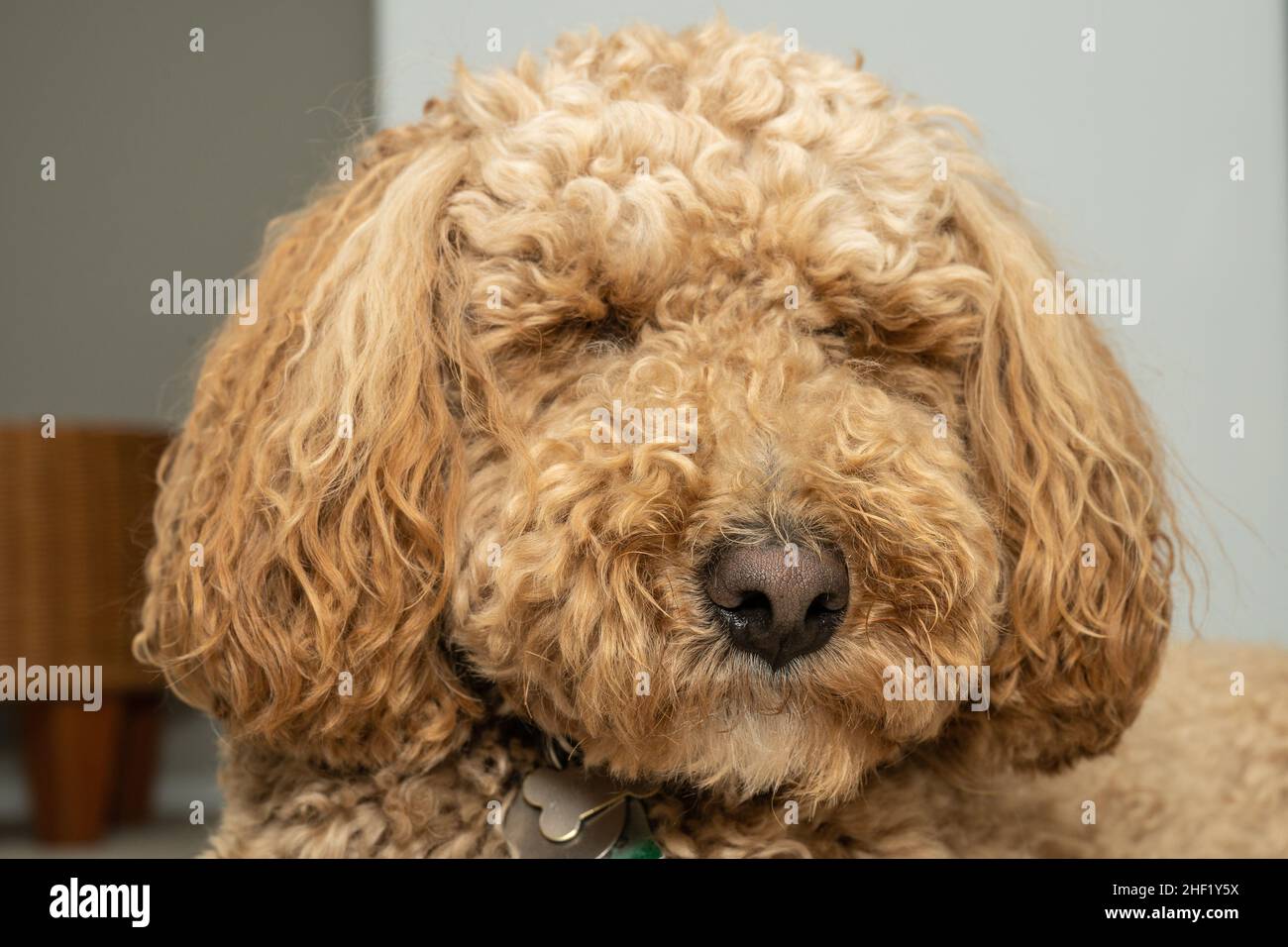 Australian Labradoodle is a mix between the Labrador Retriever, Poodle ...