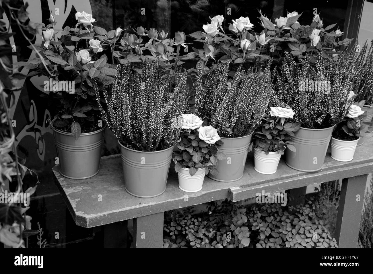 Heather and roses in pots outside of Parisian flowers shop. Black white ...