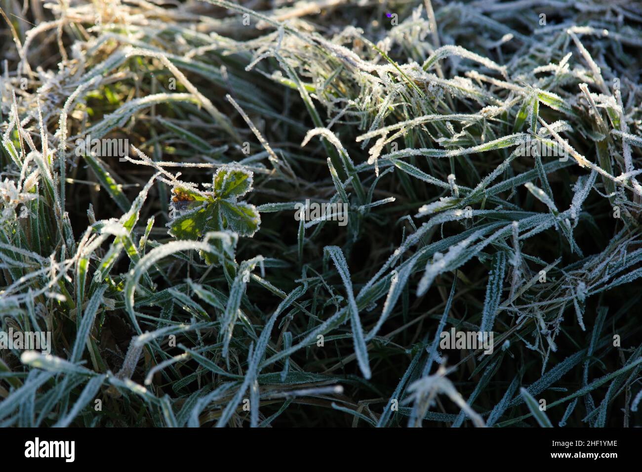 Britains Weather - Beauty of Frosty Landscapes - Close-up of heavy ...
