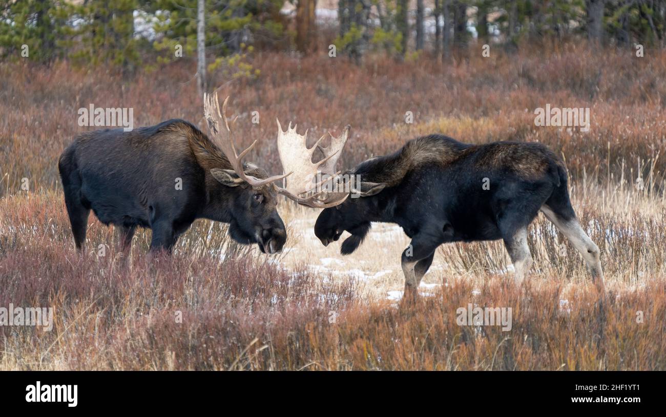A pair of bull moose sparring in a meadow in the Soda Butte Creek ...