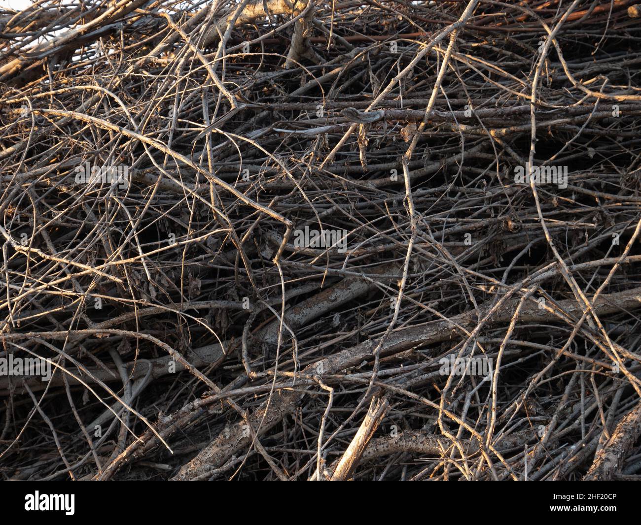 A pile of dry twigs as a background. Wooden background Stock Photo - Alamy
