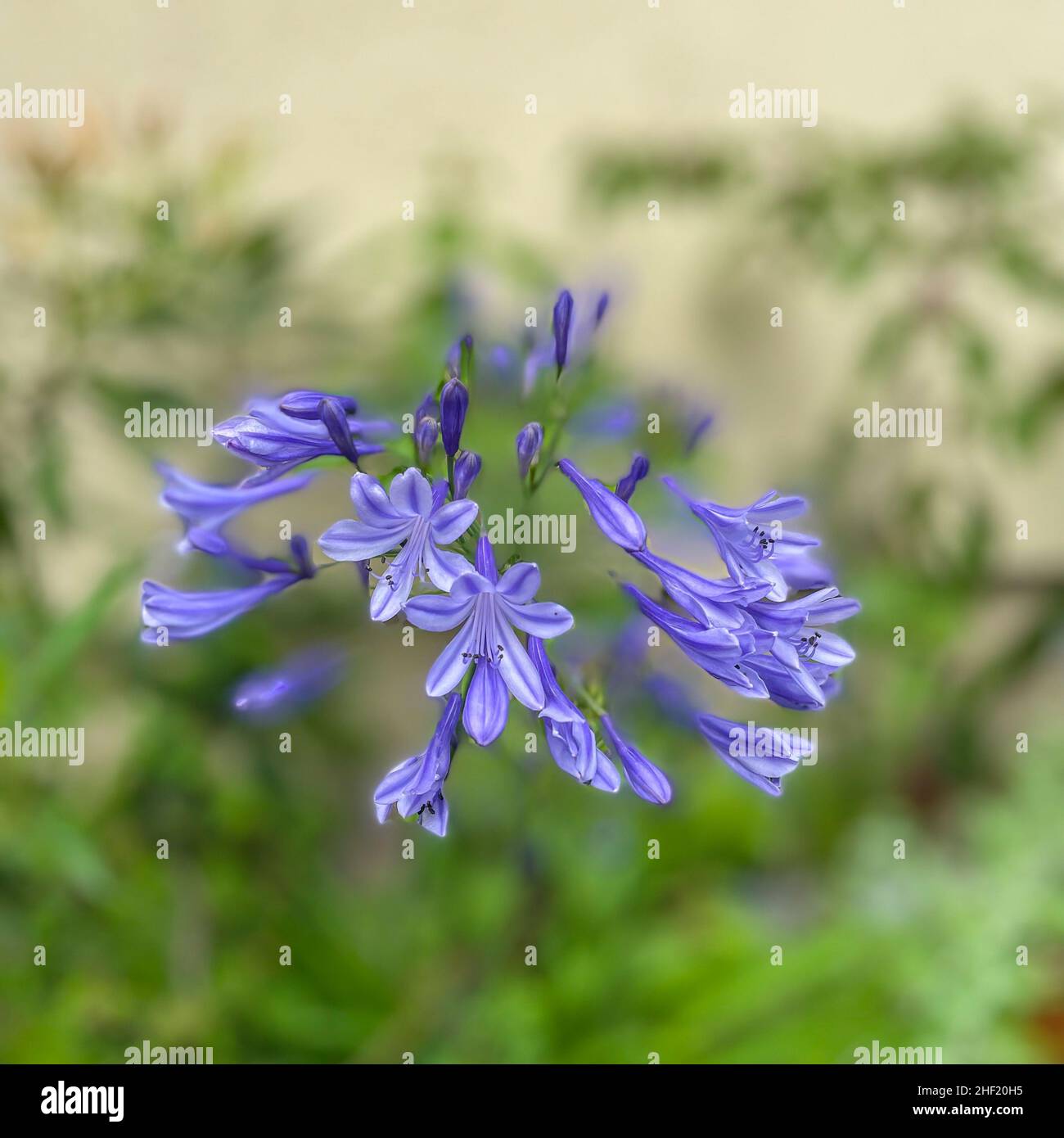 Lily of the Nile (Agapanthus praecox) is a popular garden plant around ...
