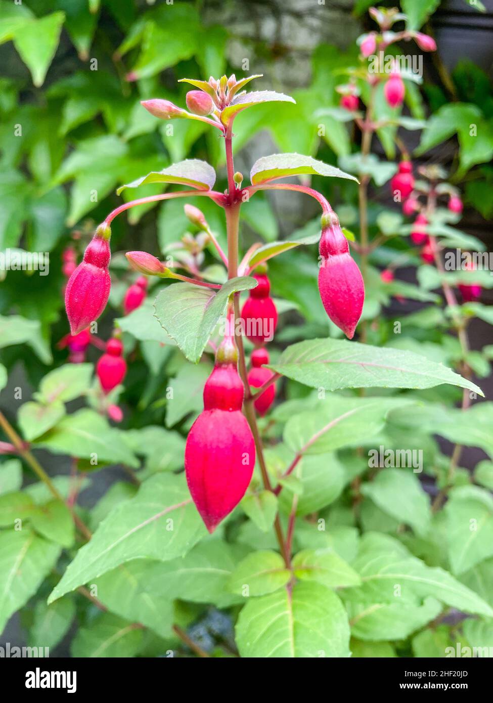 Hardy fuchsia (Fuchsia magellanica) is a species of flowering plant in ...