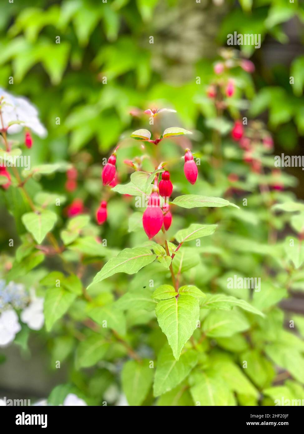 Hardy fuchsia (Fuchsia magellanica) is a species of flowering plant in ...