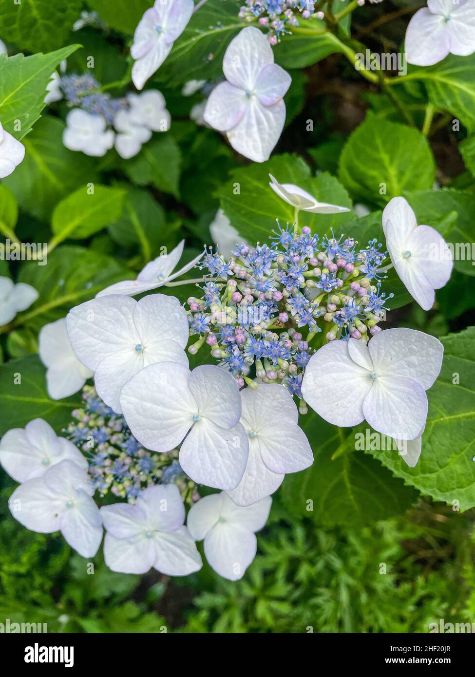 Bigleaf hydrangea (Hydrangea macrophylla) is a species of flowering ...