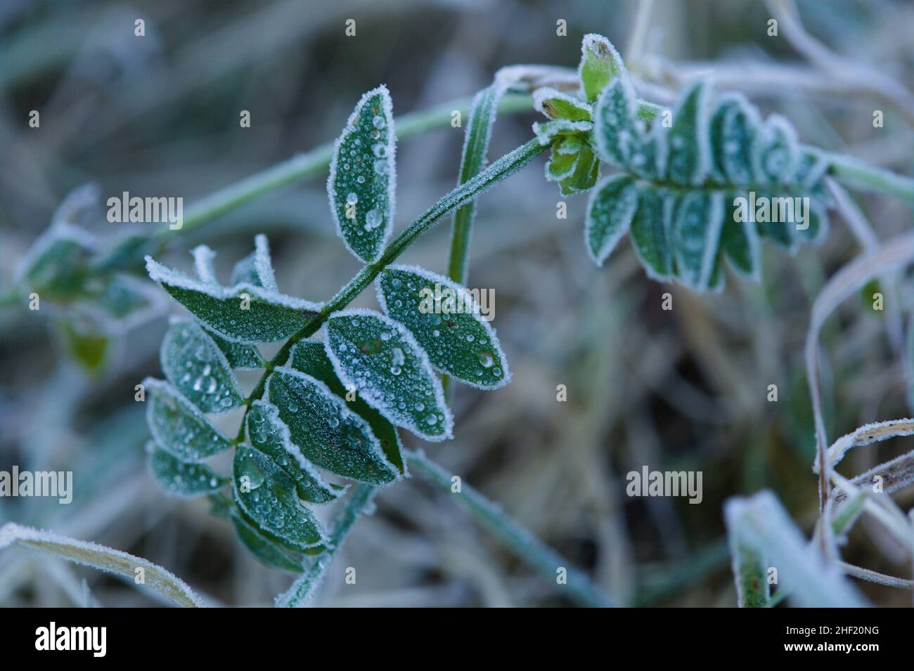 Britain Weather - Frosty Essex Landscapes - Close-up of heavy frost ...