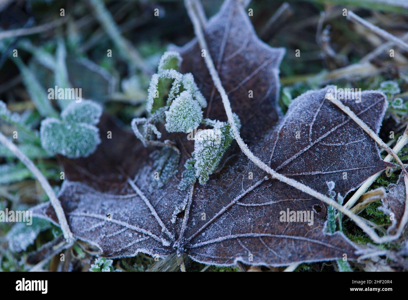 Britain Weather - Frosty Essex Landscapes - Close-up of heavy frost ...