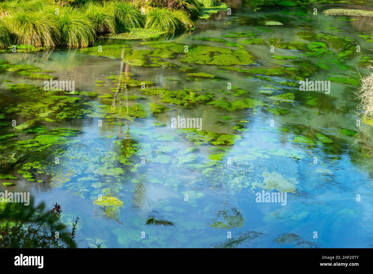 Te Waihou Walkway along stream and Blue Springs in Waikato, New Zealand ...