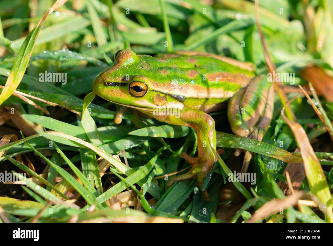 Frog in grass camouflaged in greens Stock Photo - Alamy