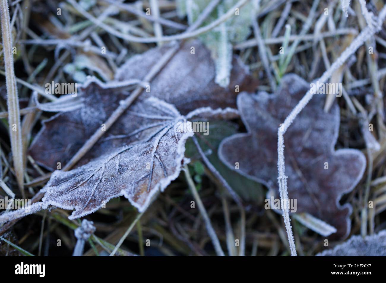 Britain Weather - Heavy Frosty Essex Landscapes - Close-up of heavy ...