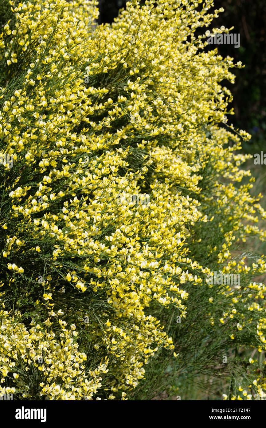 Flowering broom, Cytisus scoparius, in spring Stock Photo - Alamy