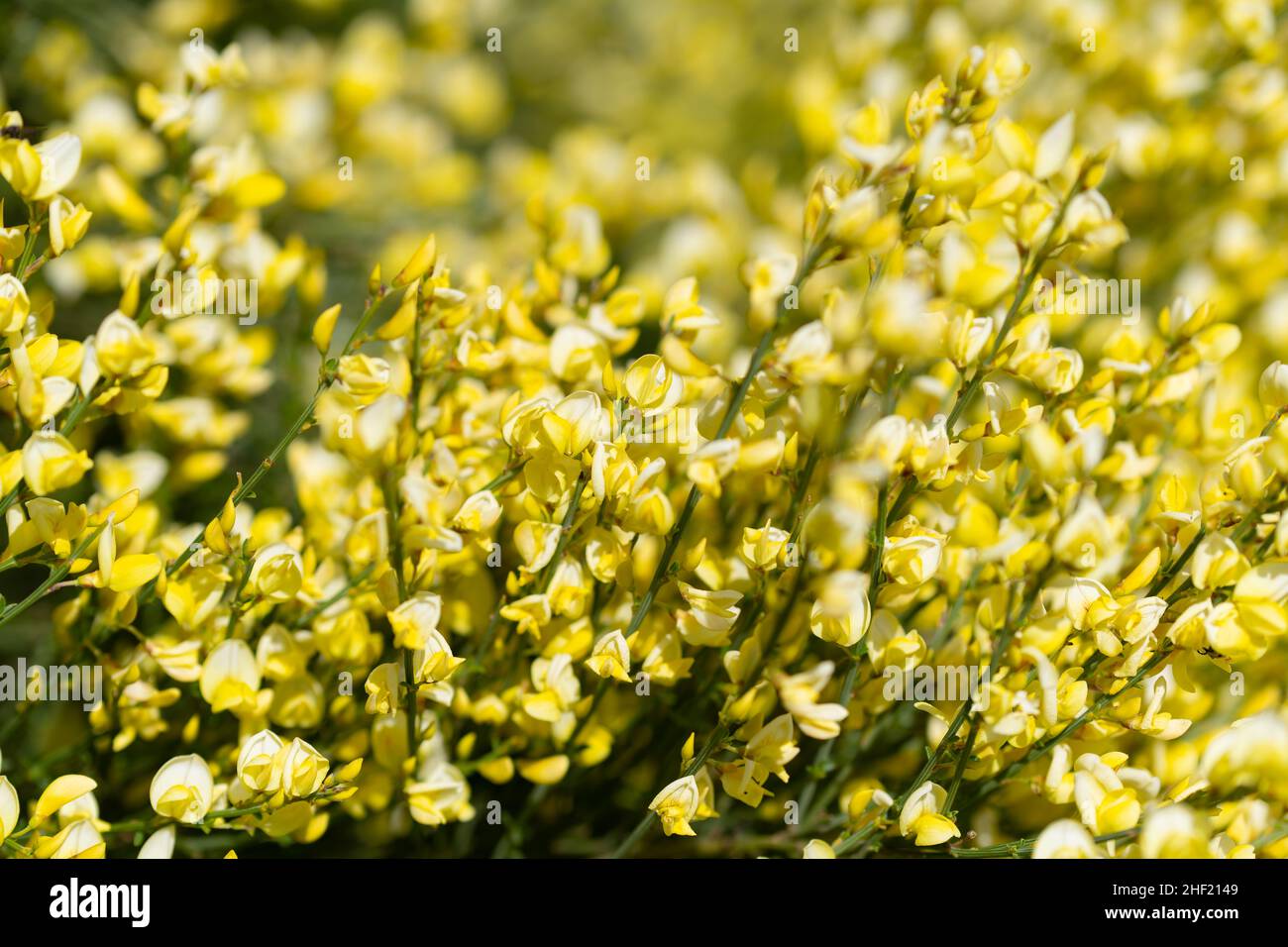 Flowering broom, Cytisus scoparius, in spring Stock Photo - Alamy