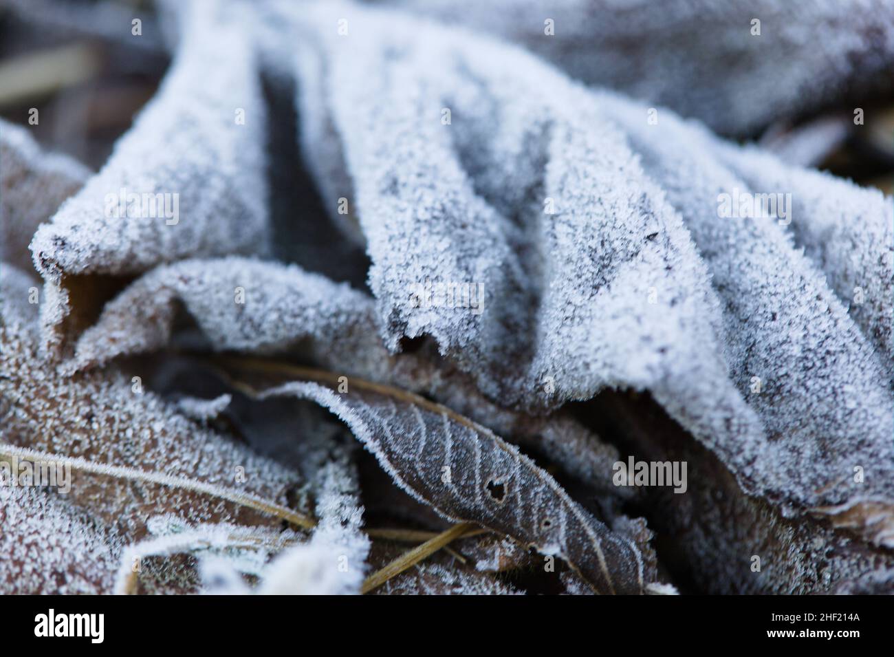 Essex, Britain. Weather - Heavy Frost covering plant leaves Stock Photo ...