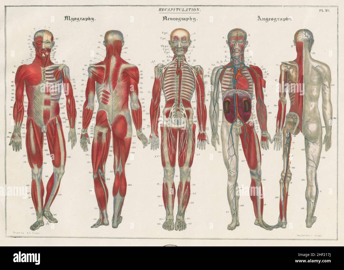 Recapitulation hi-res stock photography and images - Alamy